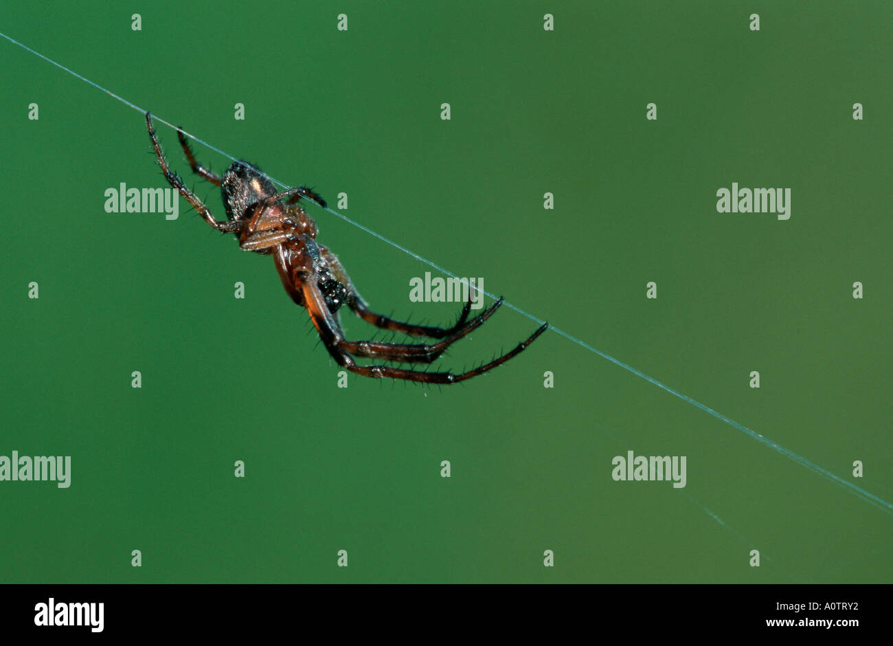 Money spider hi-res stock photography and images - Alamy