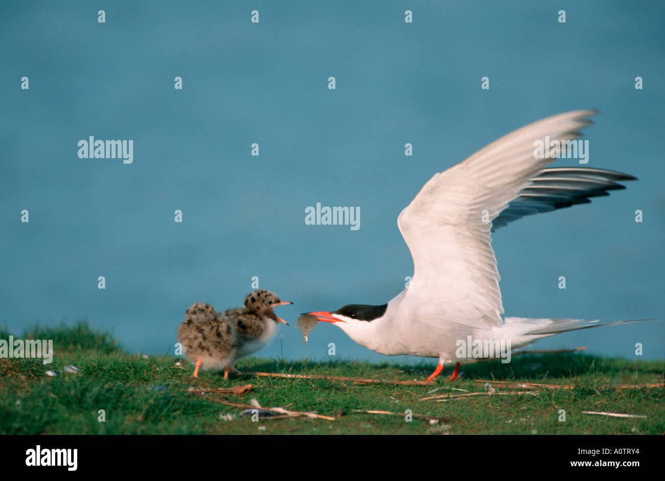 Common tern feeding chick hi-res stock photography and images - Alamy