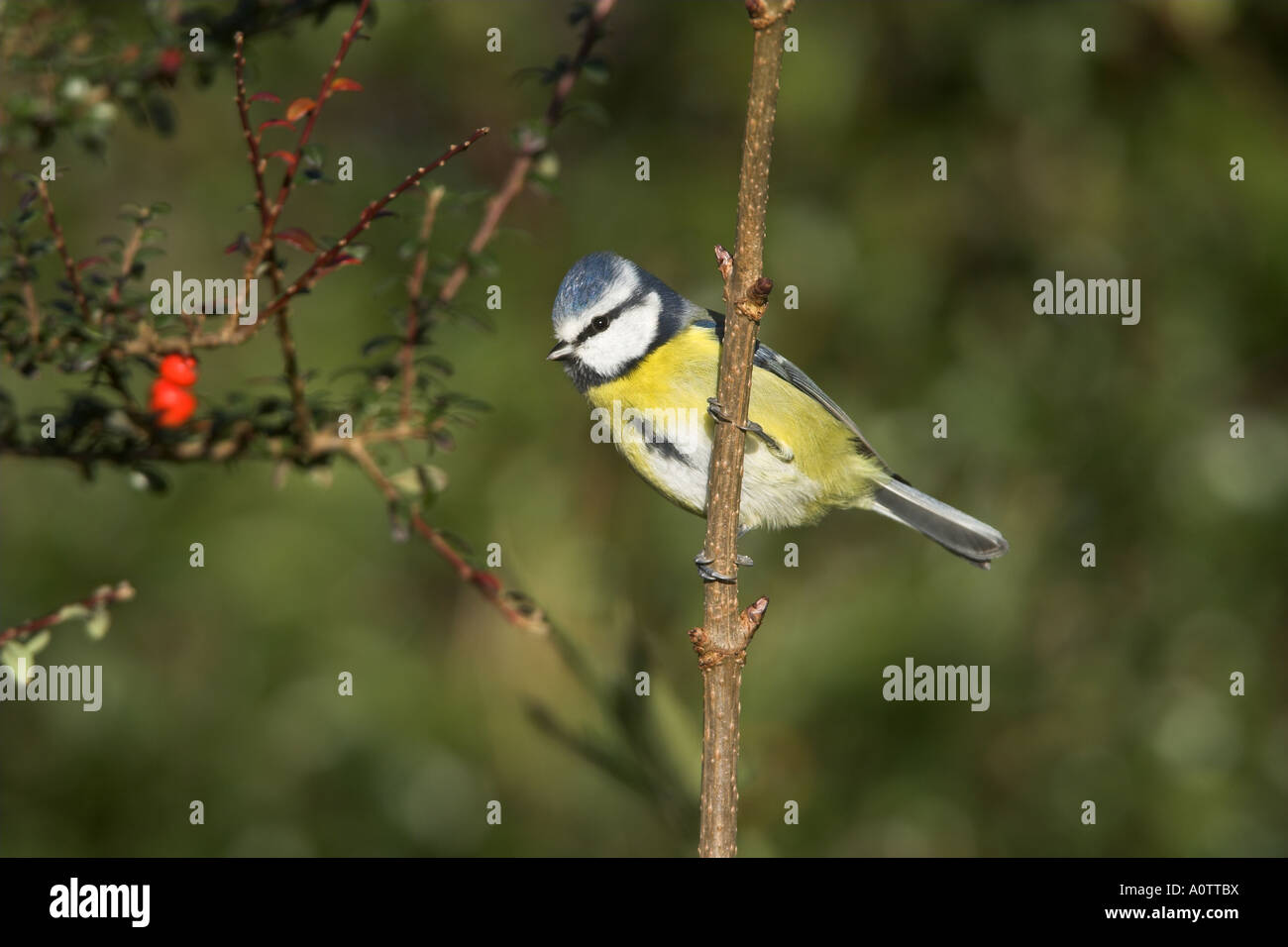 Blue Tit Parus caeruleus perched on an Elderberry branch, Todwick ...