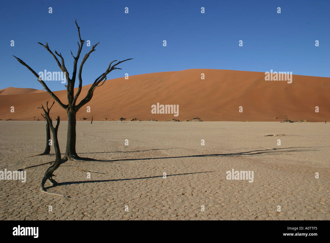 skeleton trees and cracked earth at sand dunes Sesriem, Namibia Stock ...