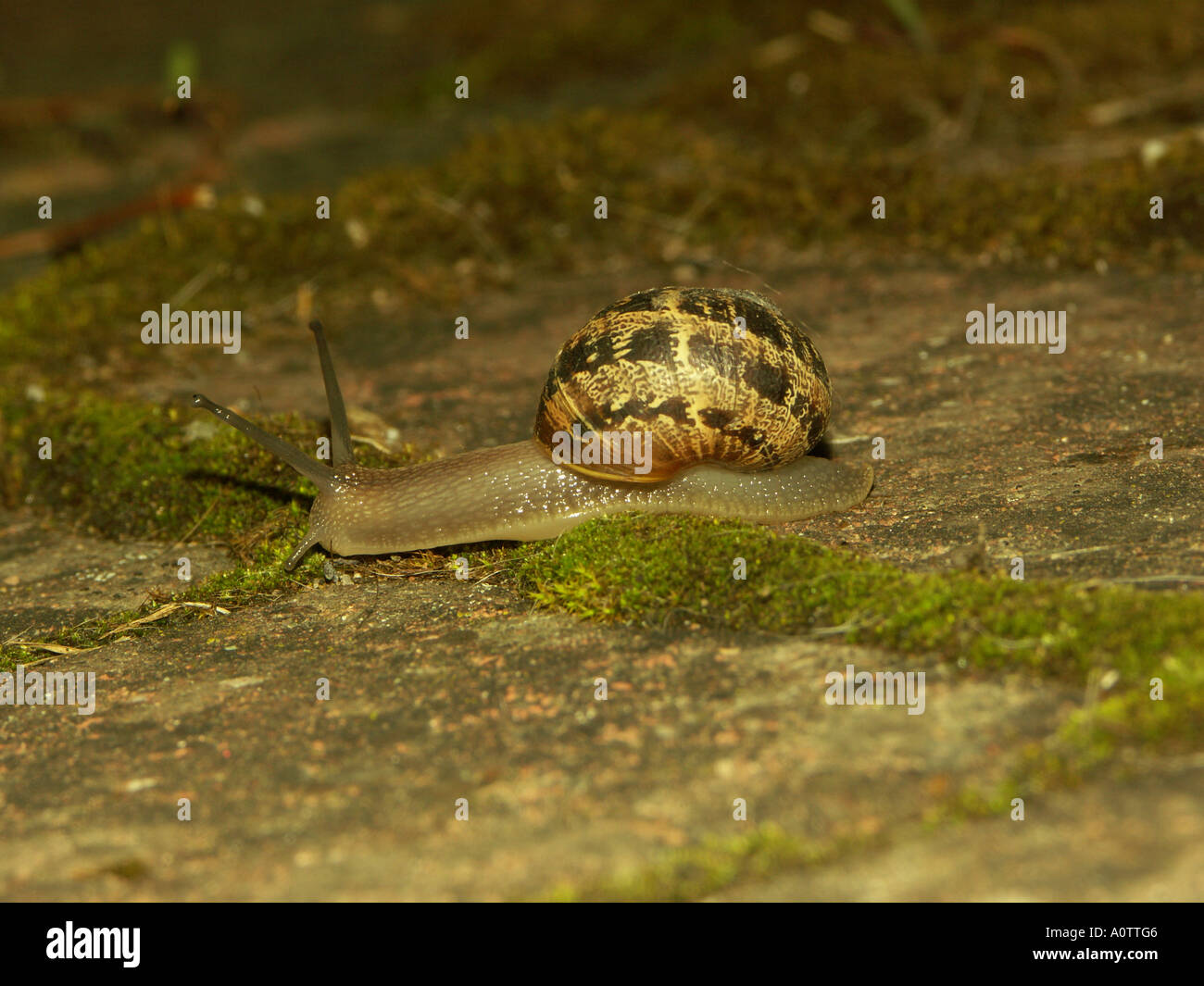 A common garden snail out in a back garden on an August night in the UK ...