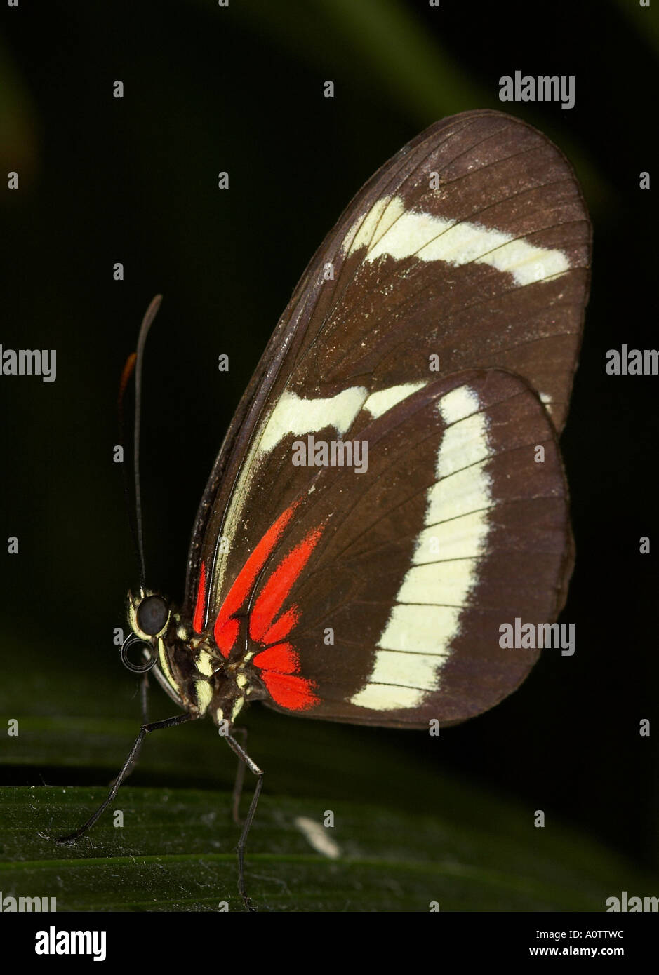 Rosina butterfly hi-res stock photography and images - Alamy