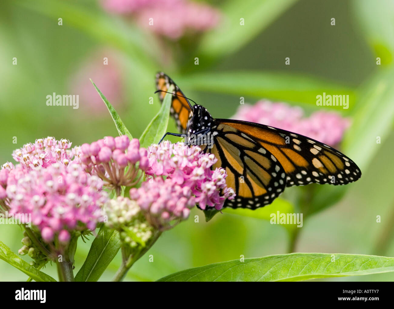 Monarch butterly hi-res stock photography and images - Alamy