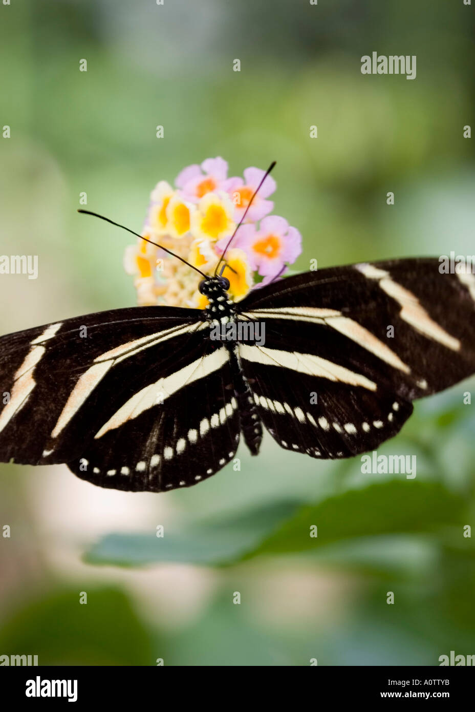 Zebra longwing butterfly Stock Photo - Alamy