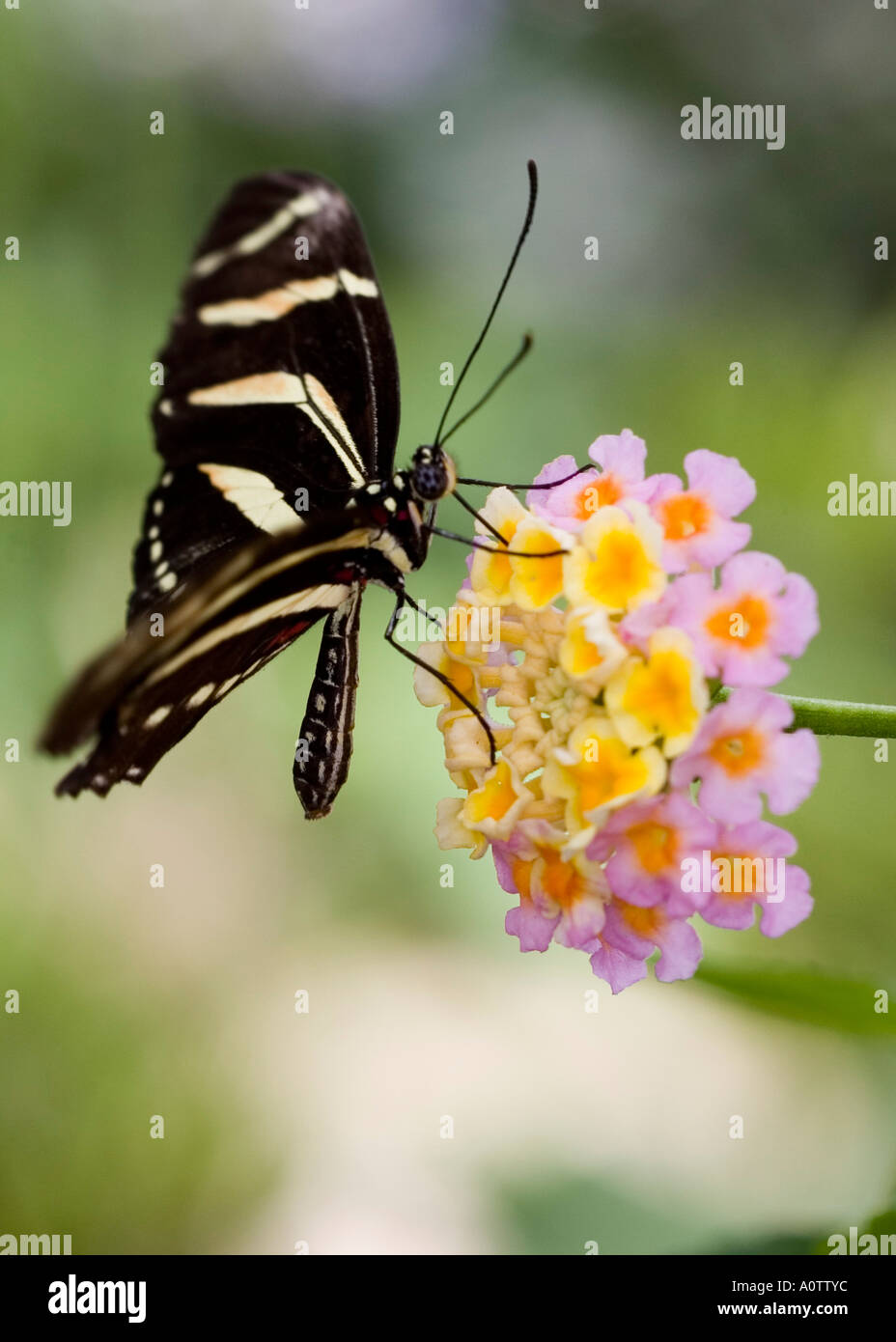 Zebra longwing butterfly Stock Photo - Alamy