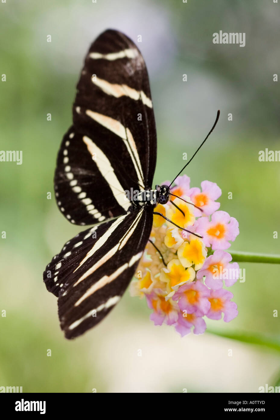 Zebra longwing butterfly Stock Photo - Alamy