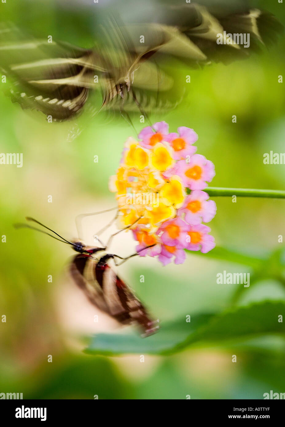 Zebra longwing butterfly Stock Photo - Alamy