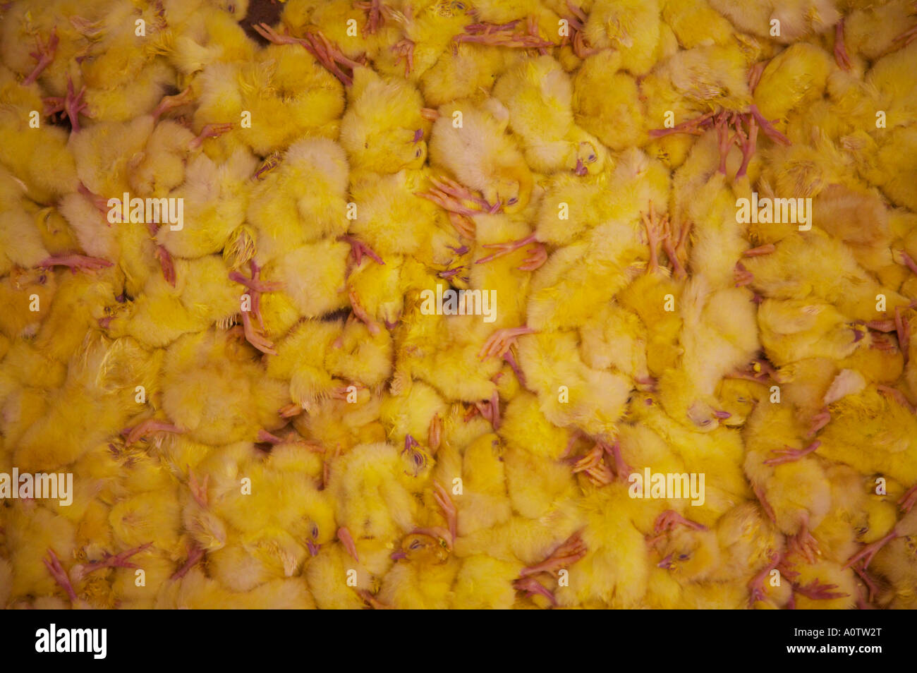 Dead chicks to be used as a foodstuff for hawks Stock Photo - Alamy