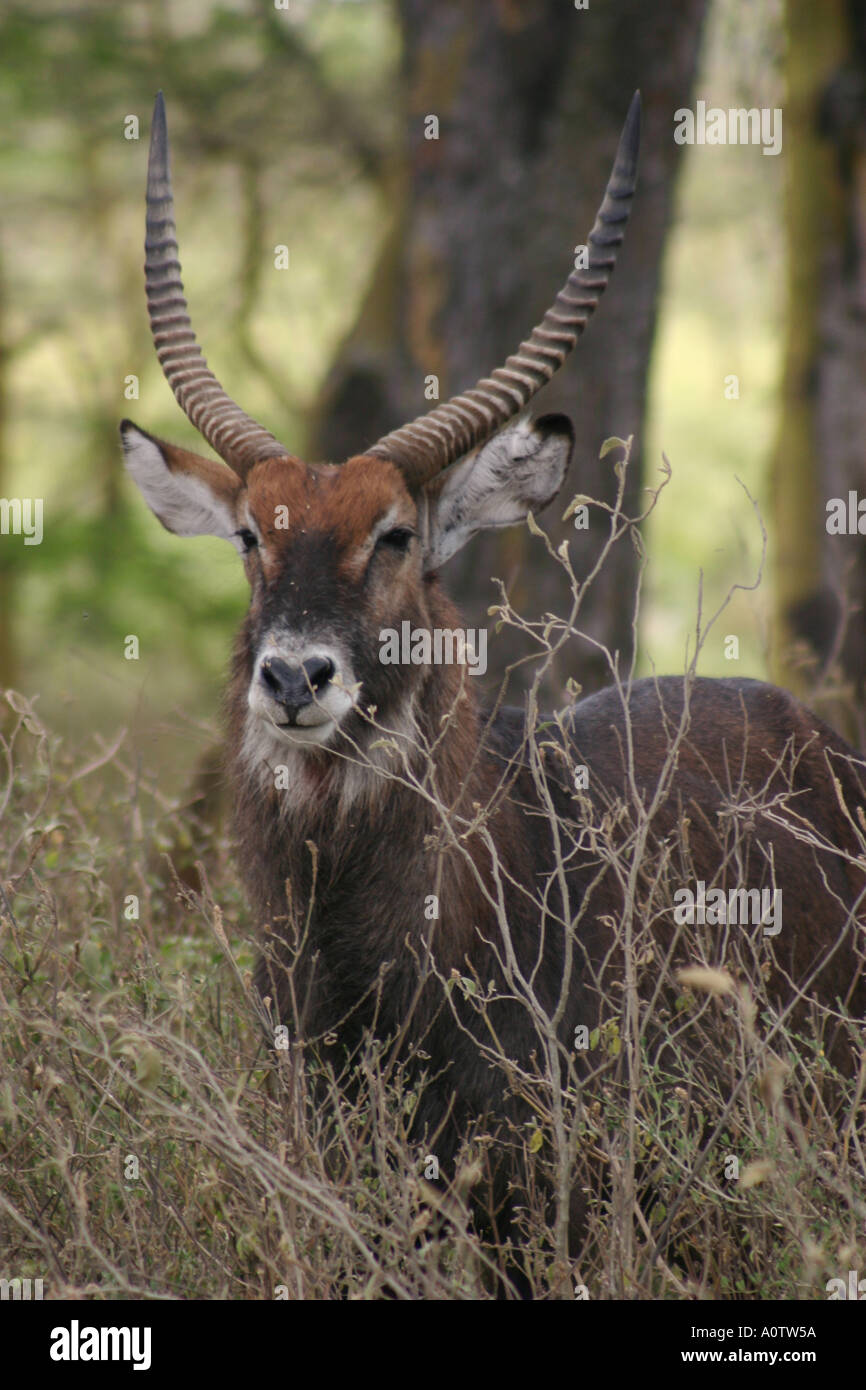 Waterbuck Male Nakuru National Park Kenya 2005 Stock Photo - Alamy