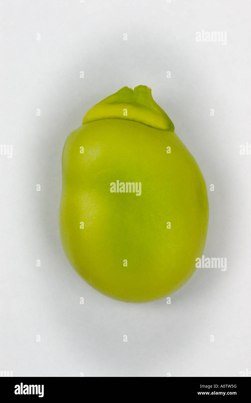 Single broad bean seed against a white background Stock Photo - Alamy
