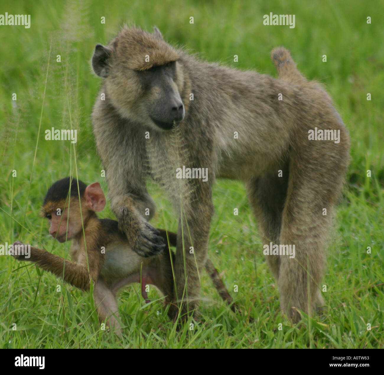 Baby baboon mother in wilderness hi-res stock photography and images ...