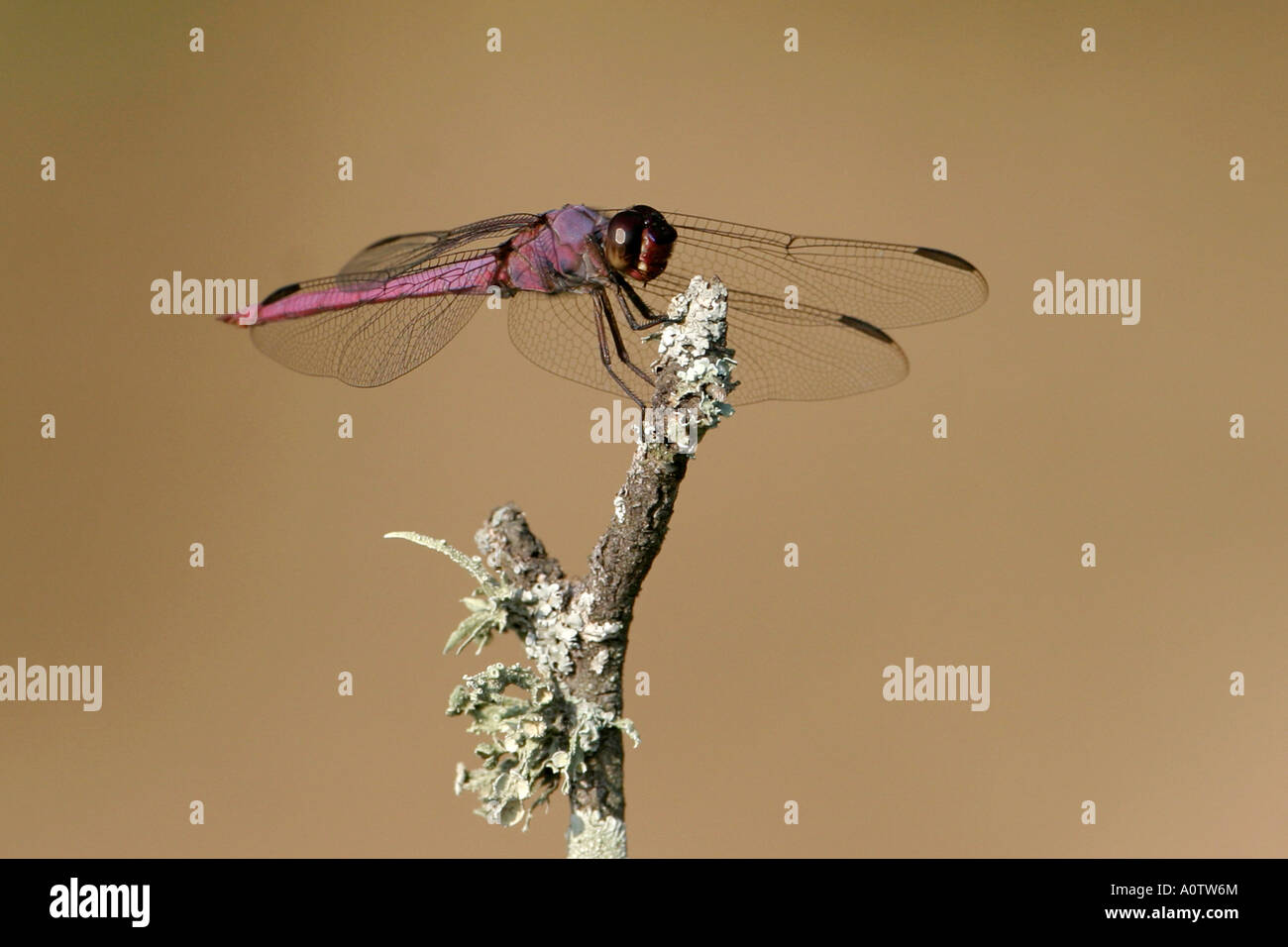 Texas birdwatching hi-res stock photography and images - Alamy