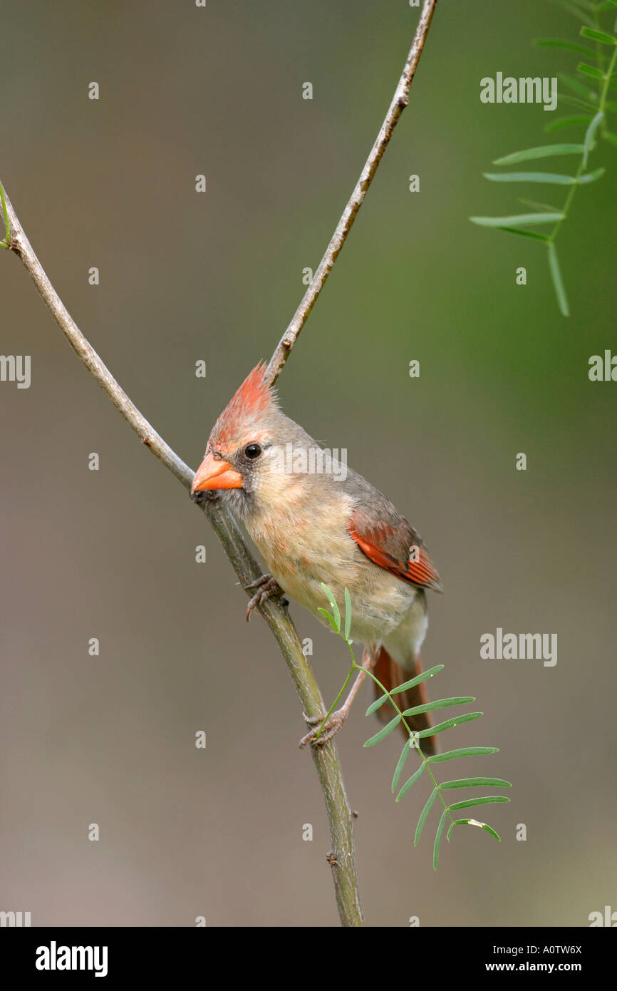 female northern cardinal Texas Stock Photo - Alamy