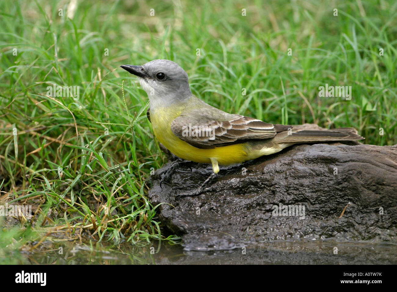 Texas birdwatching hi-res stock photography and images - Alamy