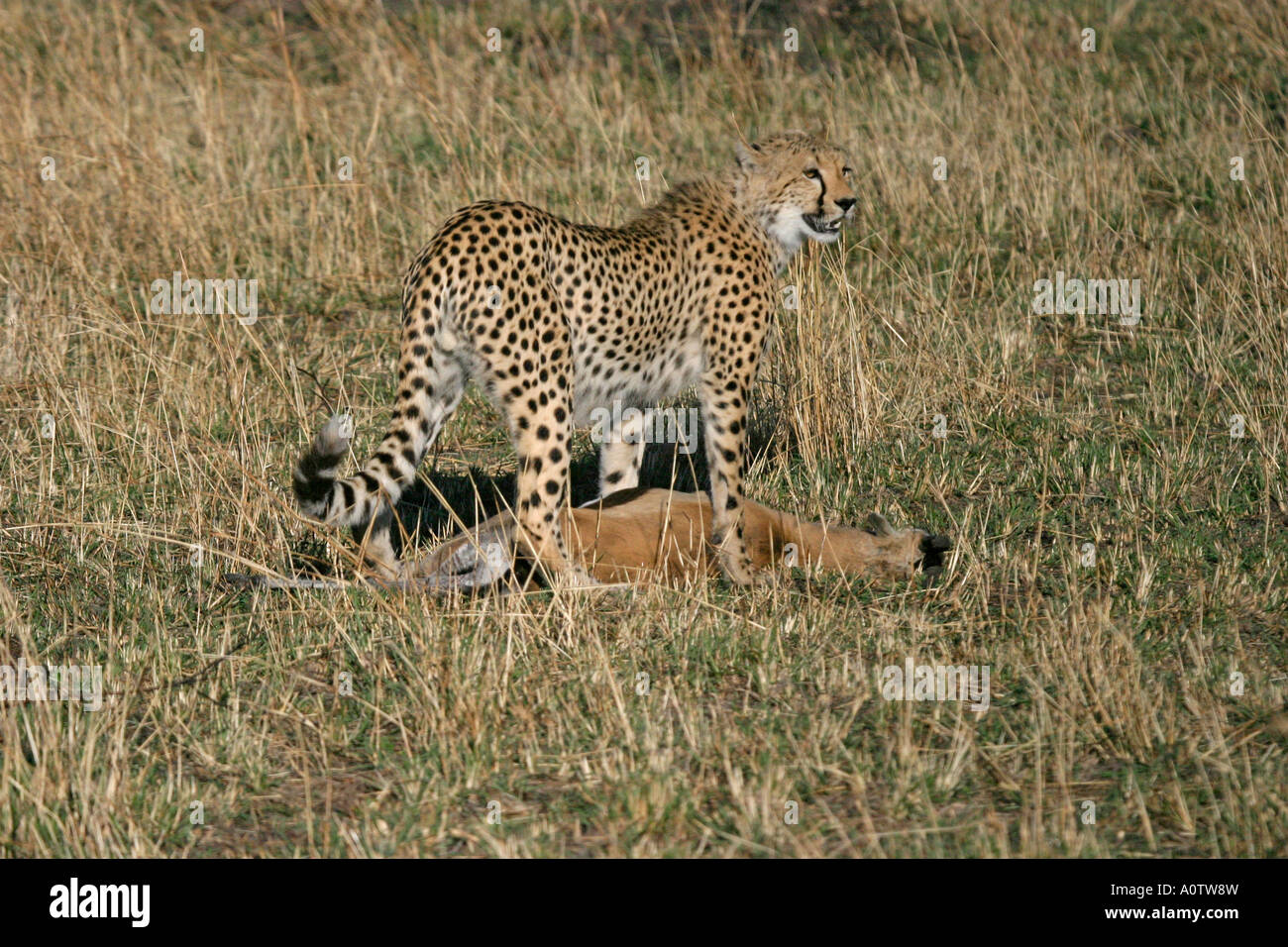 cheetah carrying kill Stock Photo - Alamy