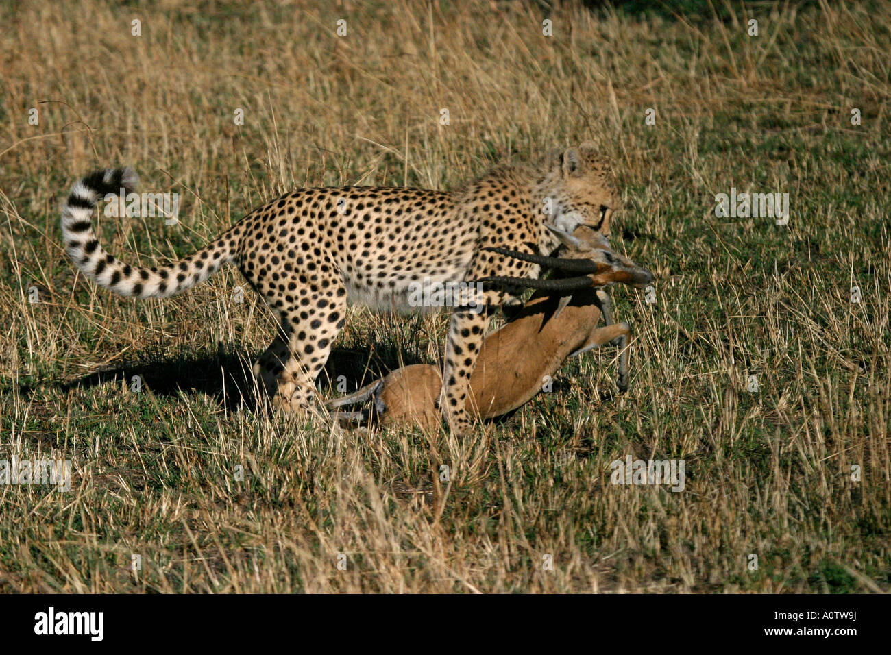 cheetah carrying kill Stock Photo - Alamy