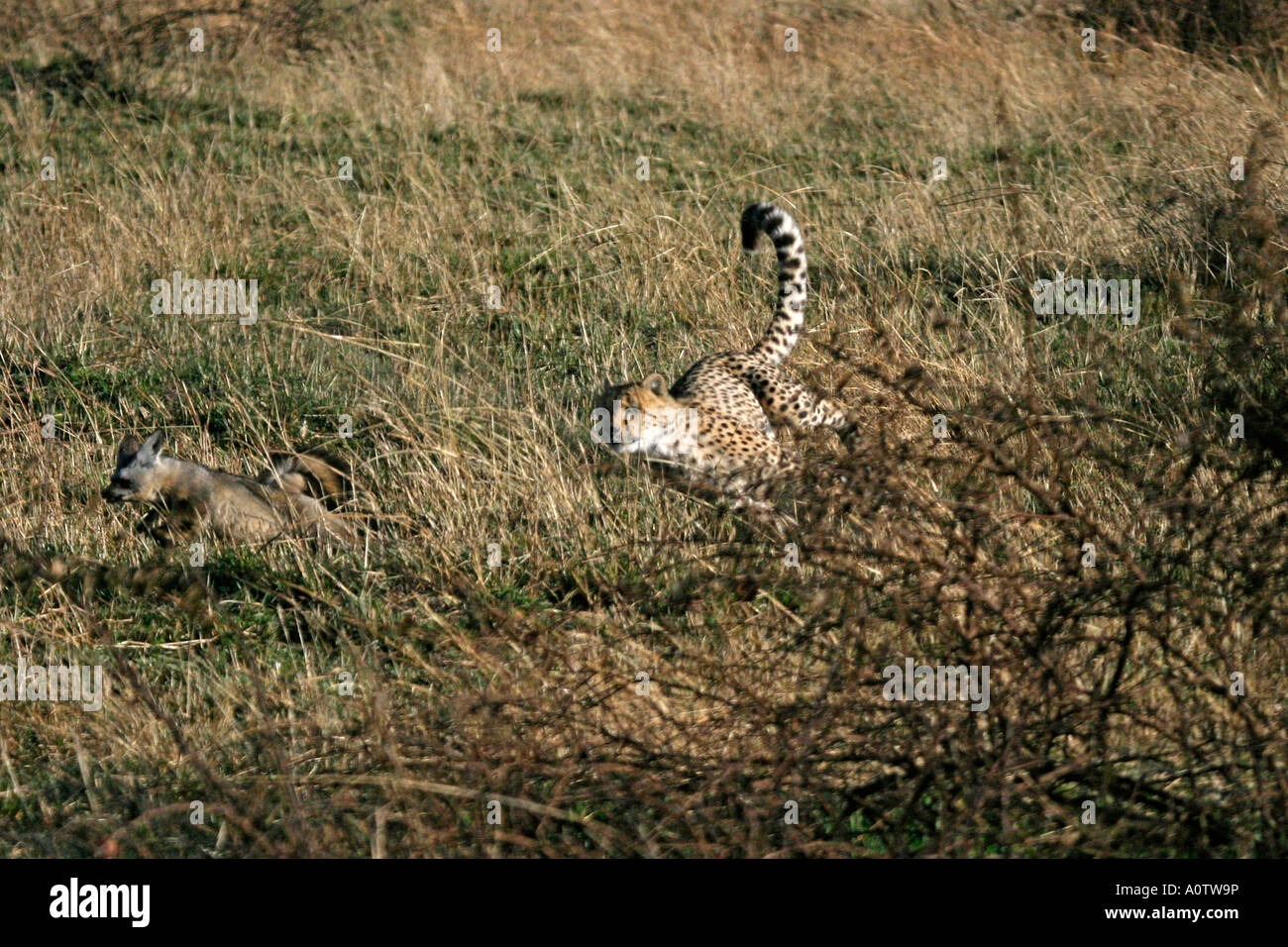 Chasing each other hi-res stock photography and images - Alamy