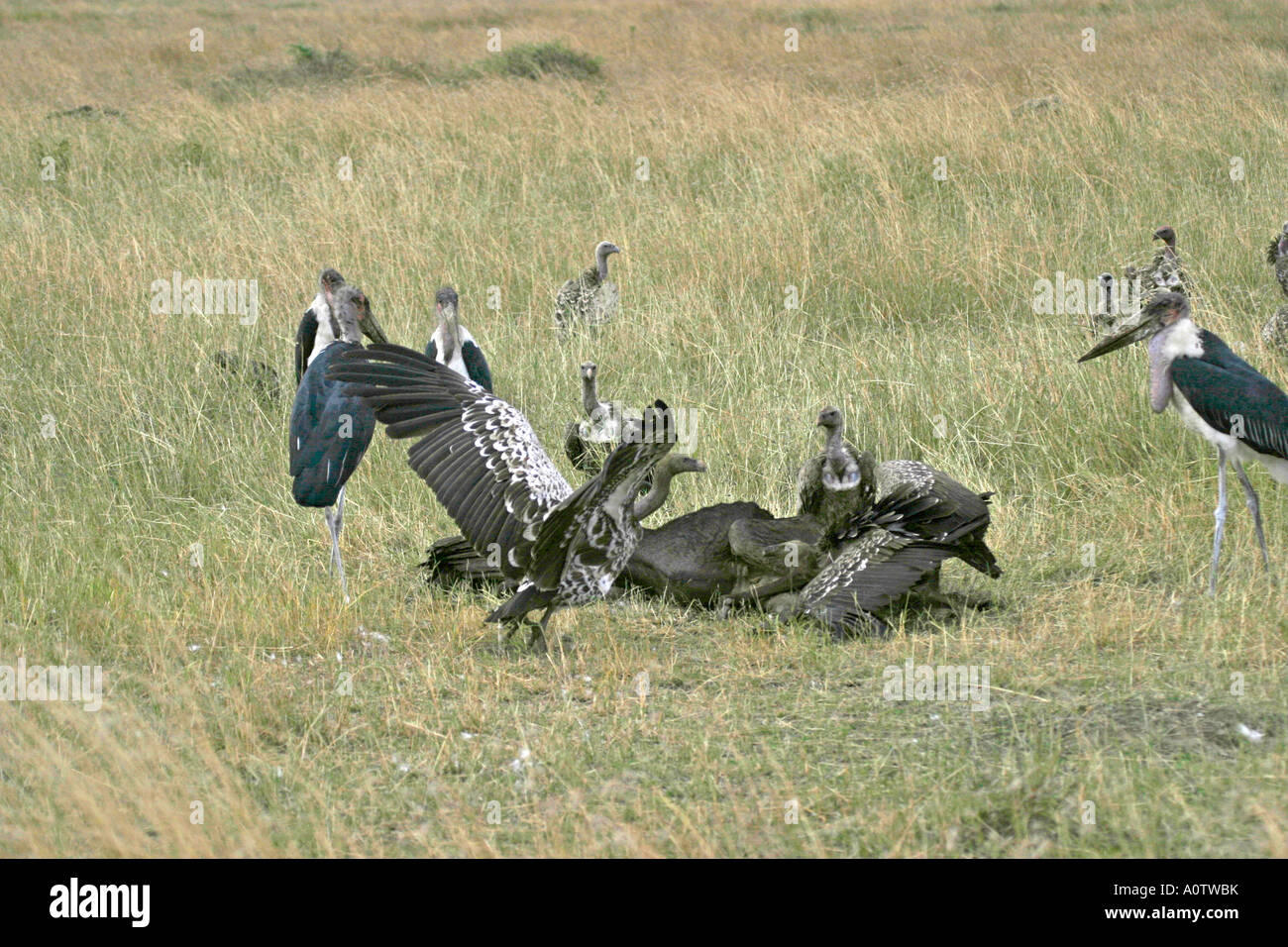 Vultures kill maasai mara hi-res stock photography and images - Alamy