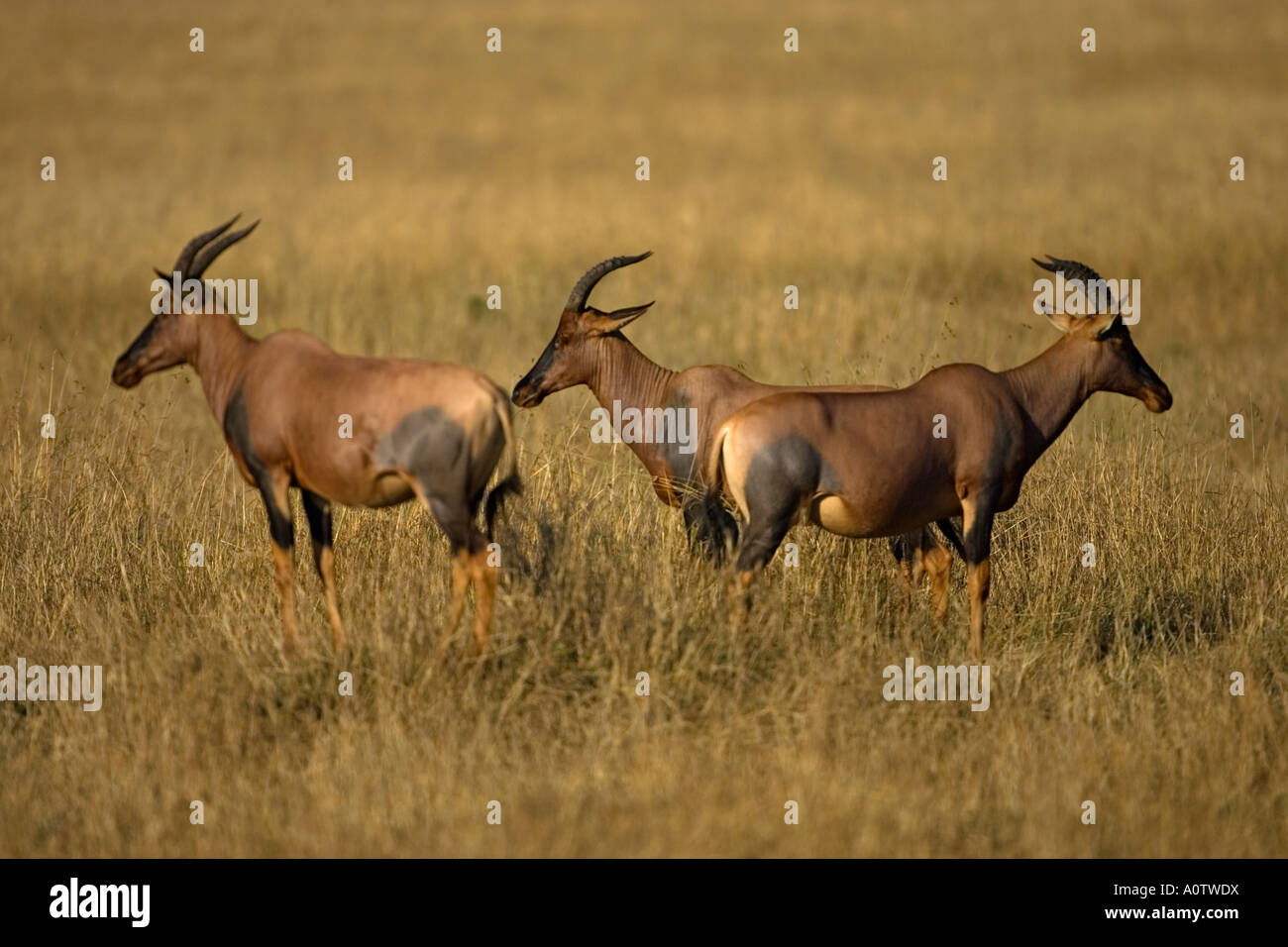 group of male topi Maasai Mara Kenya Stock Photo - Alamy