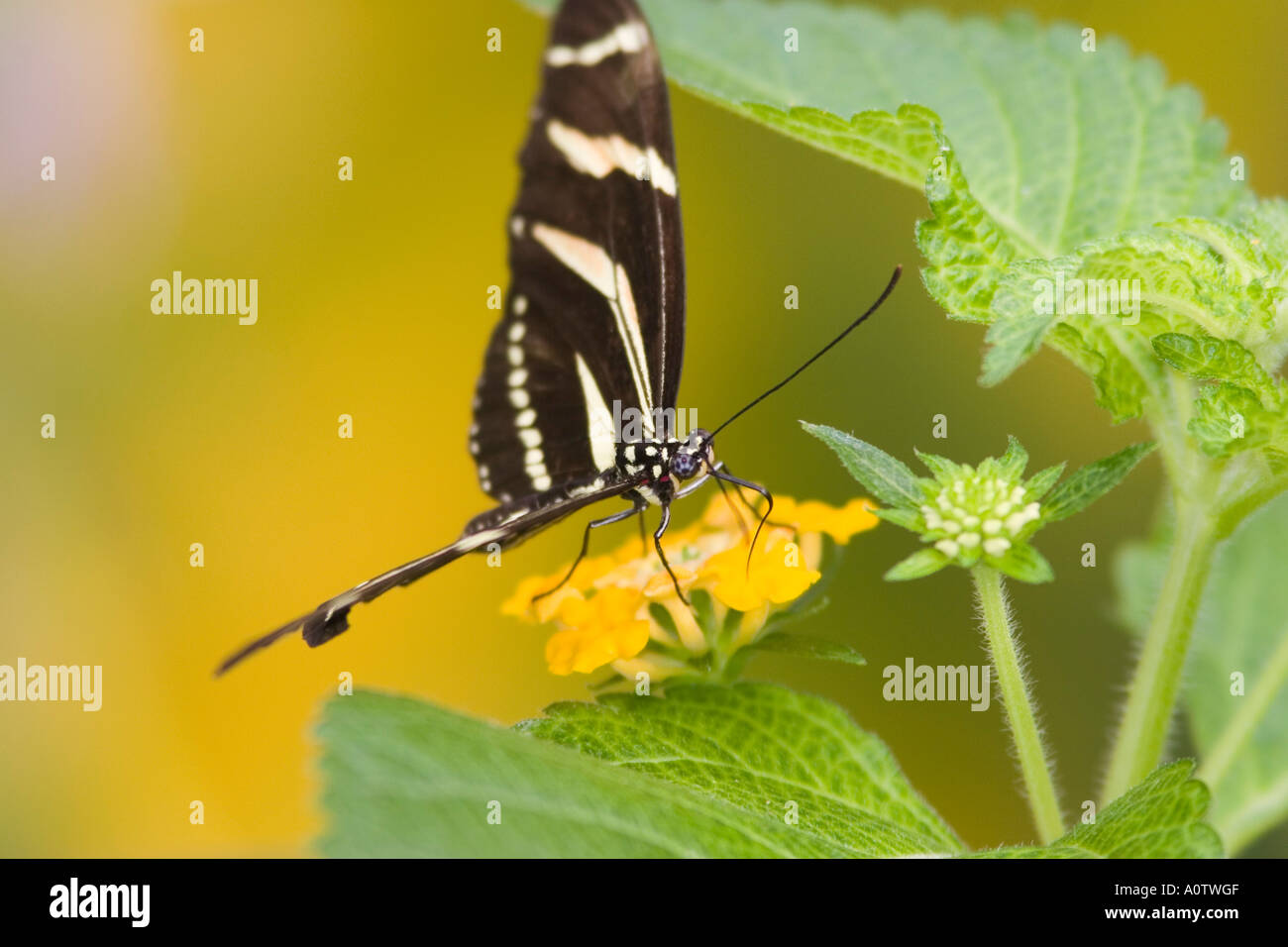 ZEBRA LONGWING BUTTERFLY Stock Photo - Alamy