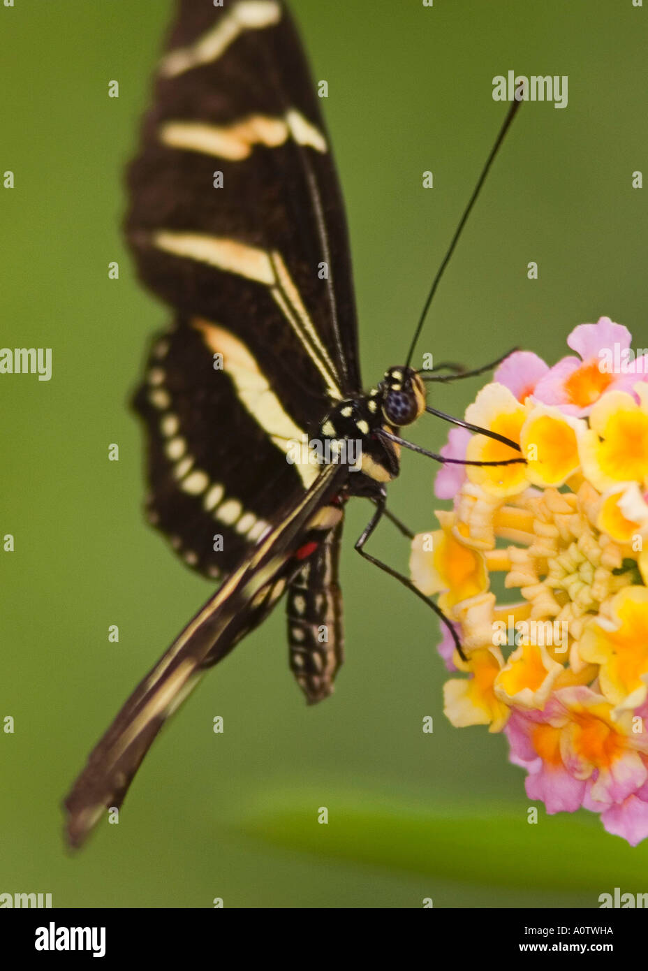 ZEBRA LONGWING BUTTERFLY Stock Photo - Alamy