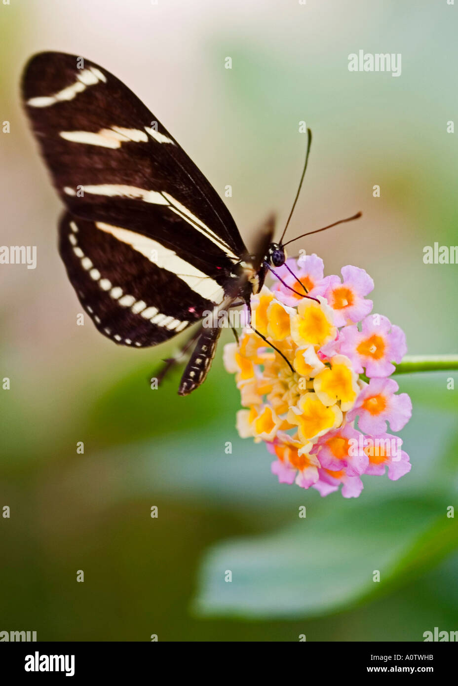 ZEBRA LONGWING BUTTERFLY Stock Photo - Alamy