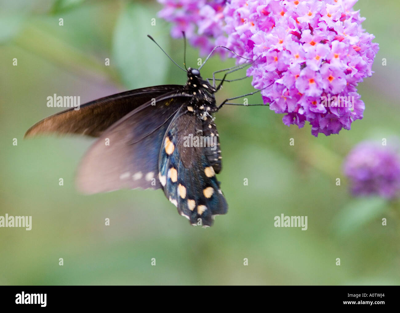 EASTERN SWALLOWTAIL BUTTERFLY Stock Photo - Alamy