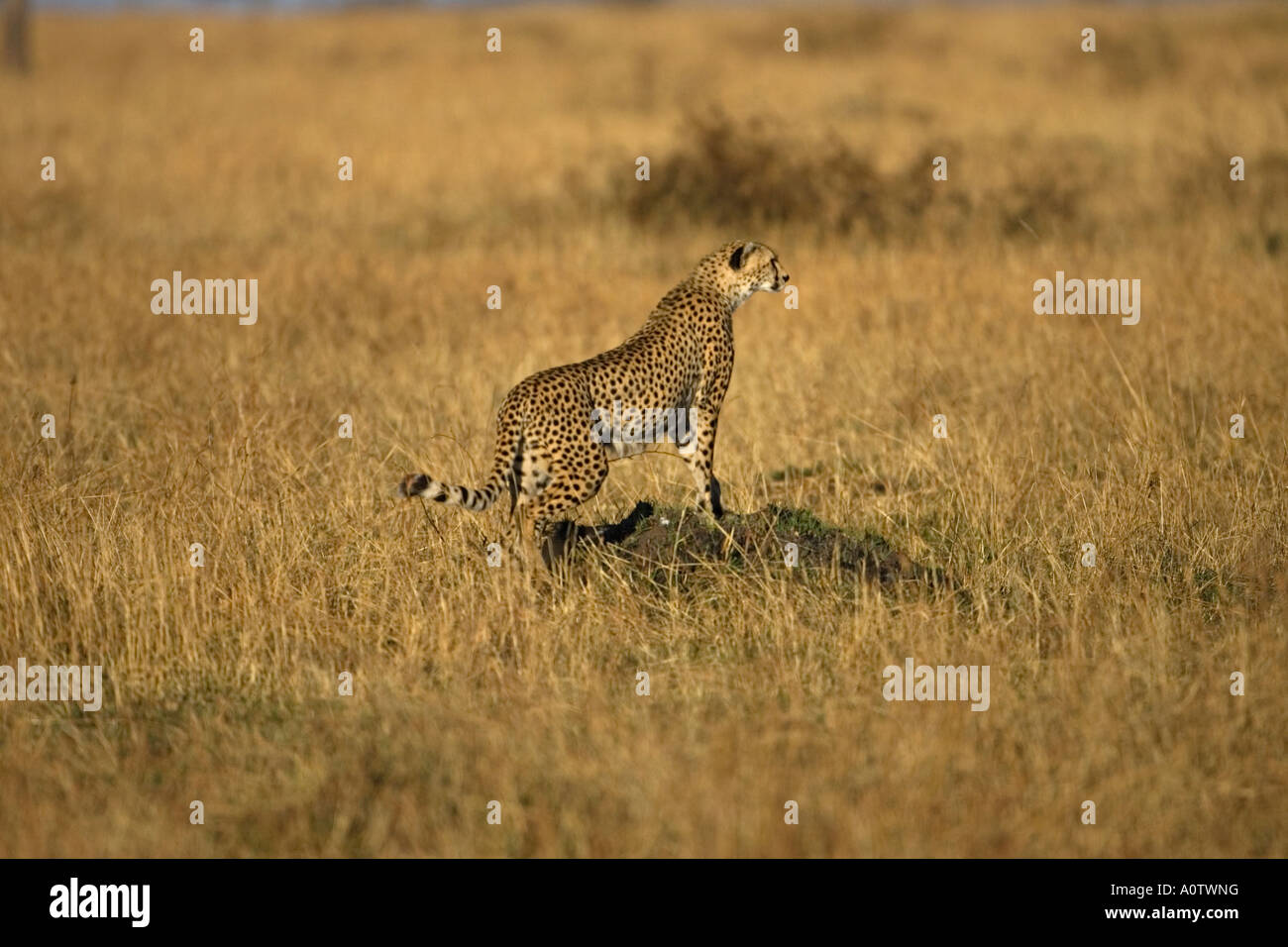 male cheetah in the African bush Maasai Mara Kenya Stock Photo - Alamy