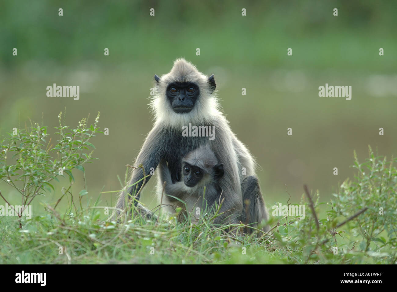 Tufted Gray Langur Monkey (Semnopithecus priam) and baby in Arugam Bay ...