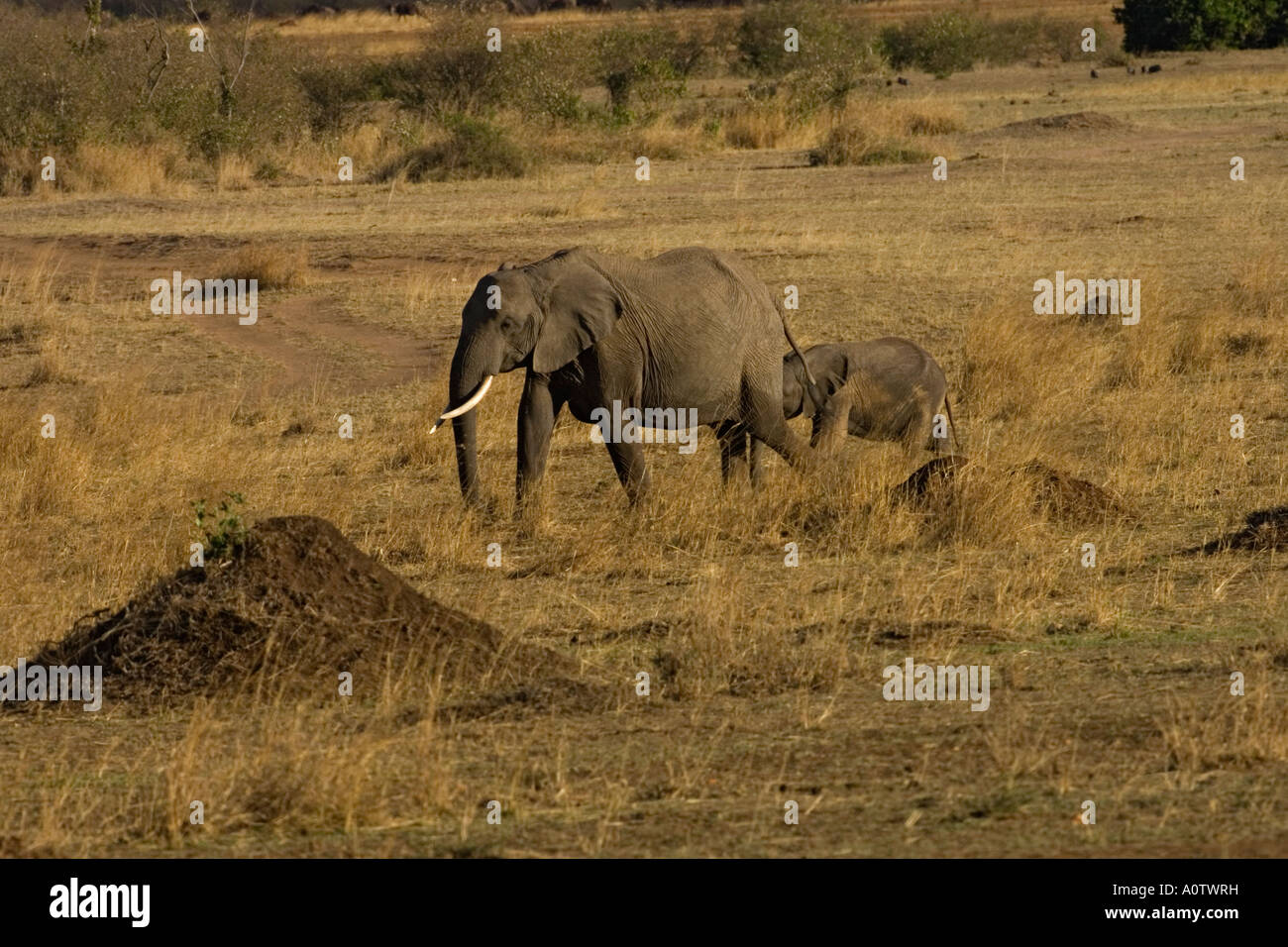 African elephant matriarch followed by baby elephant calf Maasai Mara ...