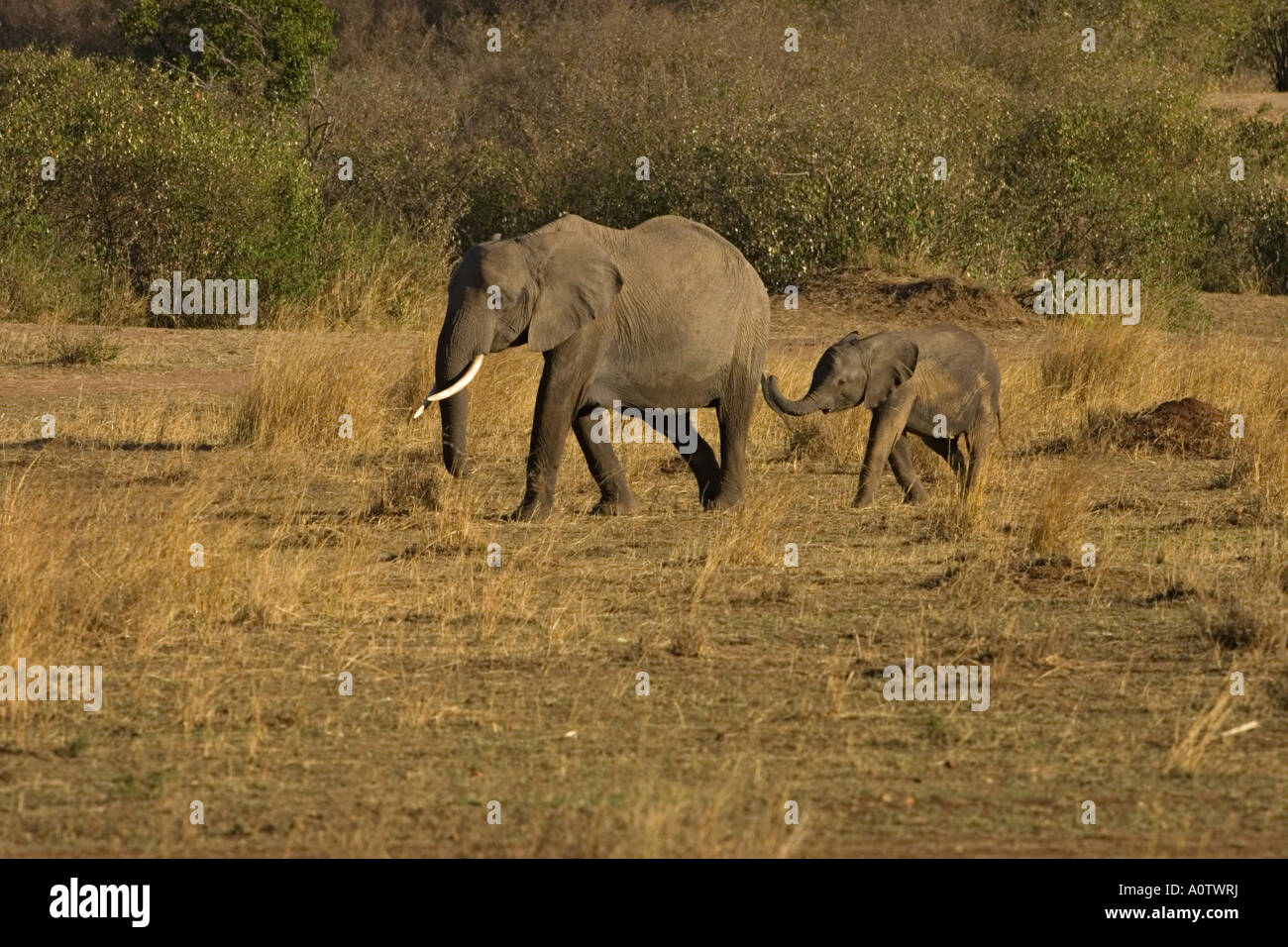 African elephant matriarch followed by baby elephant calf Maasai Mara ...