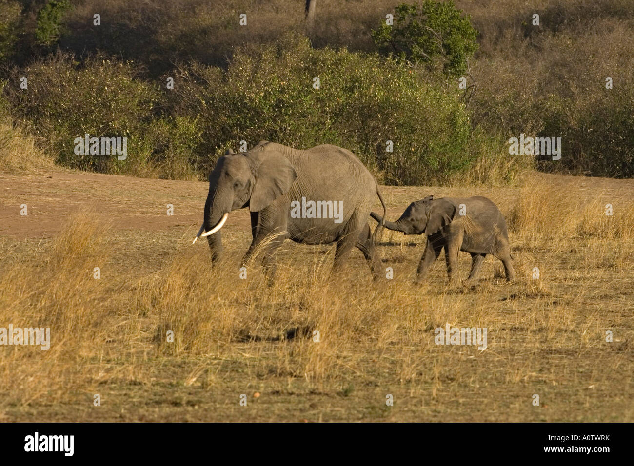 African elephant matriarch followed by baby elephant calf Maasai Mara ...