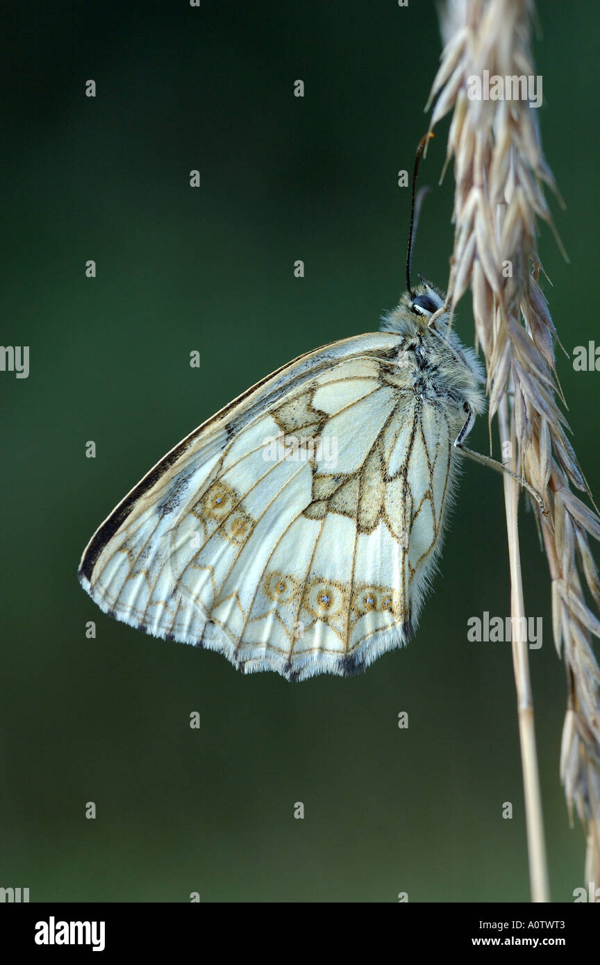 Marbled White butterfly resting on a grass stem on Greenham Common ...