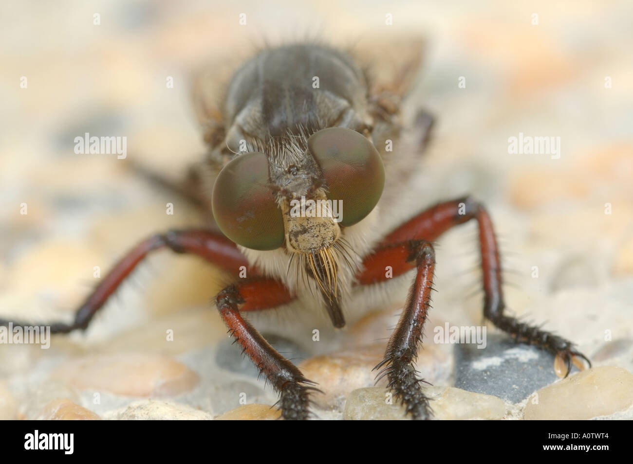 Close-up view of a Fly s hairy face, Sabah, Borneo Stock Photo - Alamy