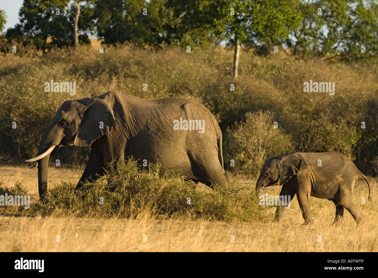 African elephant matriarch followed by baby elephant calf Maasai Mara ...