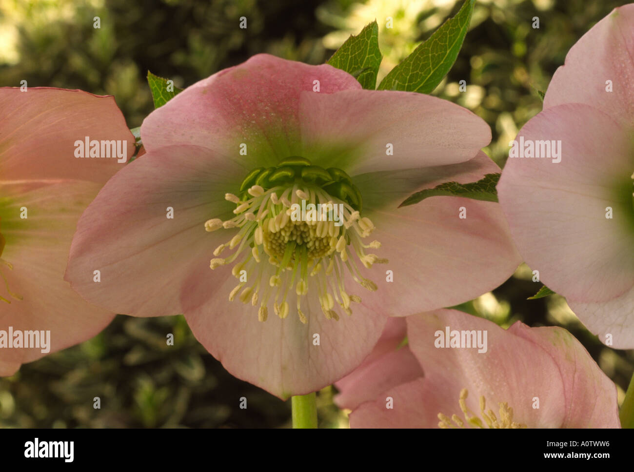 One pink hellebore flower hi-res stock photography and images - Alamy