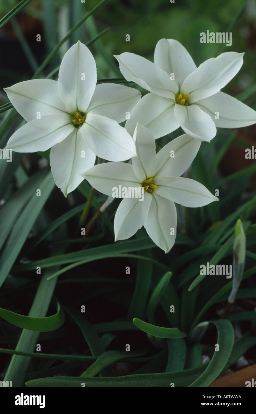 Ipheions hi-res stock photography and images - Alamy