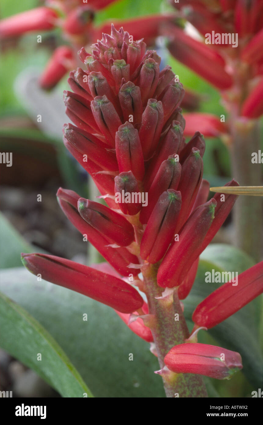 Lachenalias hi-res stock photography and images - Alamy