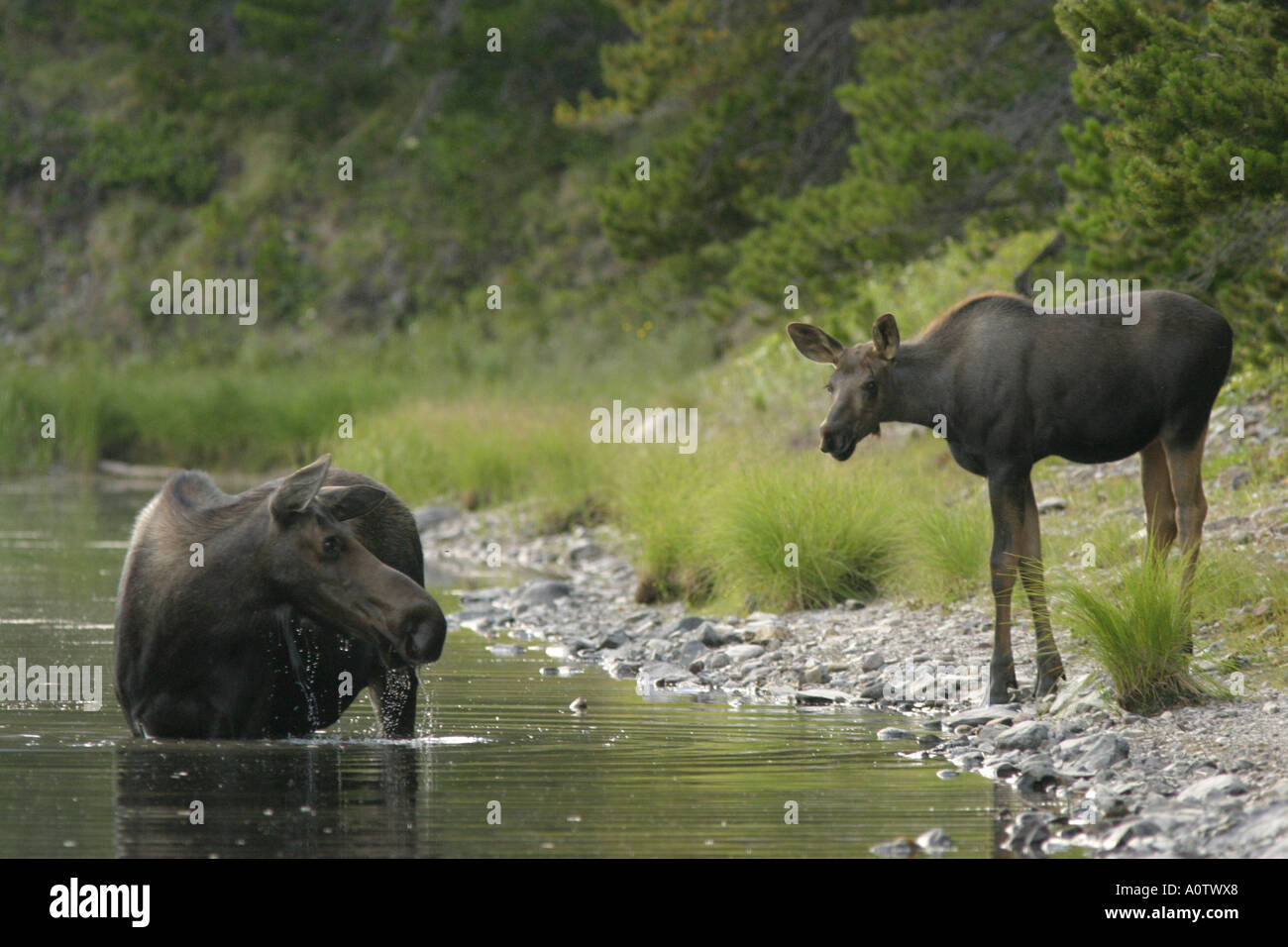 A cow moose and calf in Glacier National Park, Montana, USA Stock Photo ...