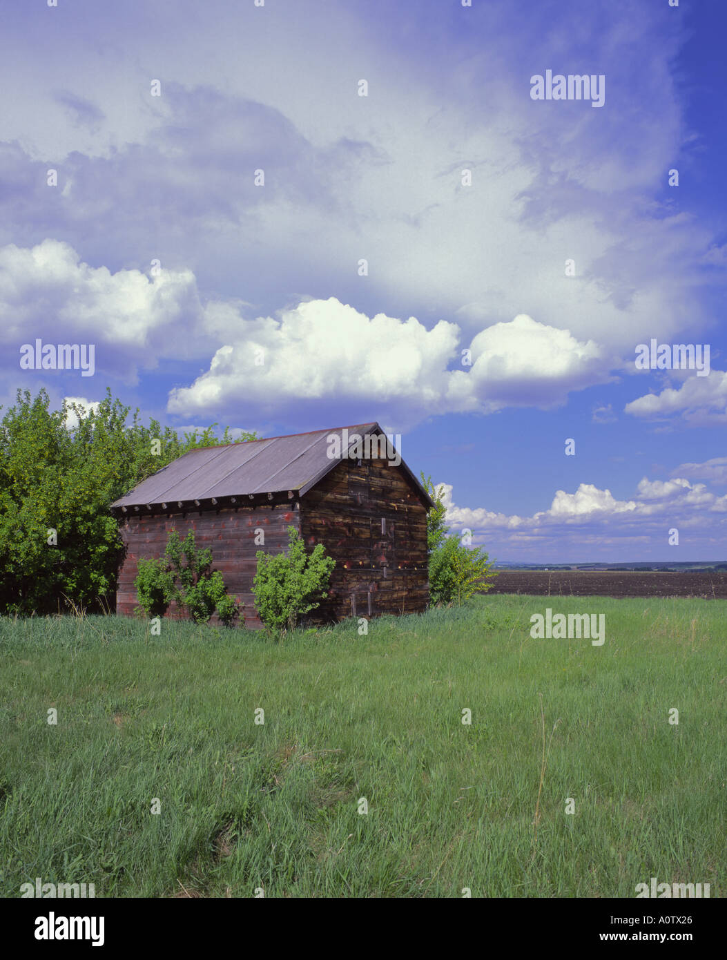 Old farm shed on the Northern Prairies Grande Prairie Northwestern ...