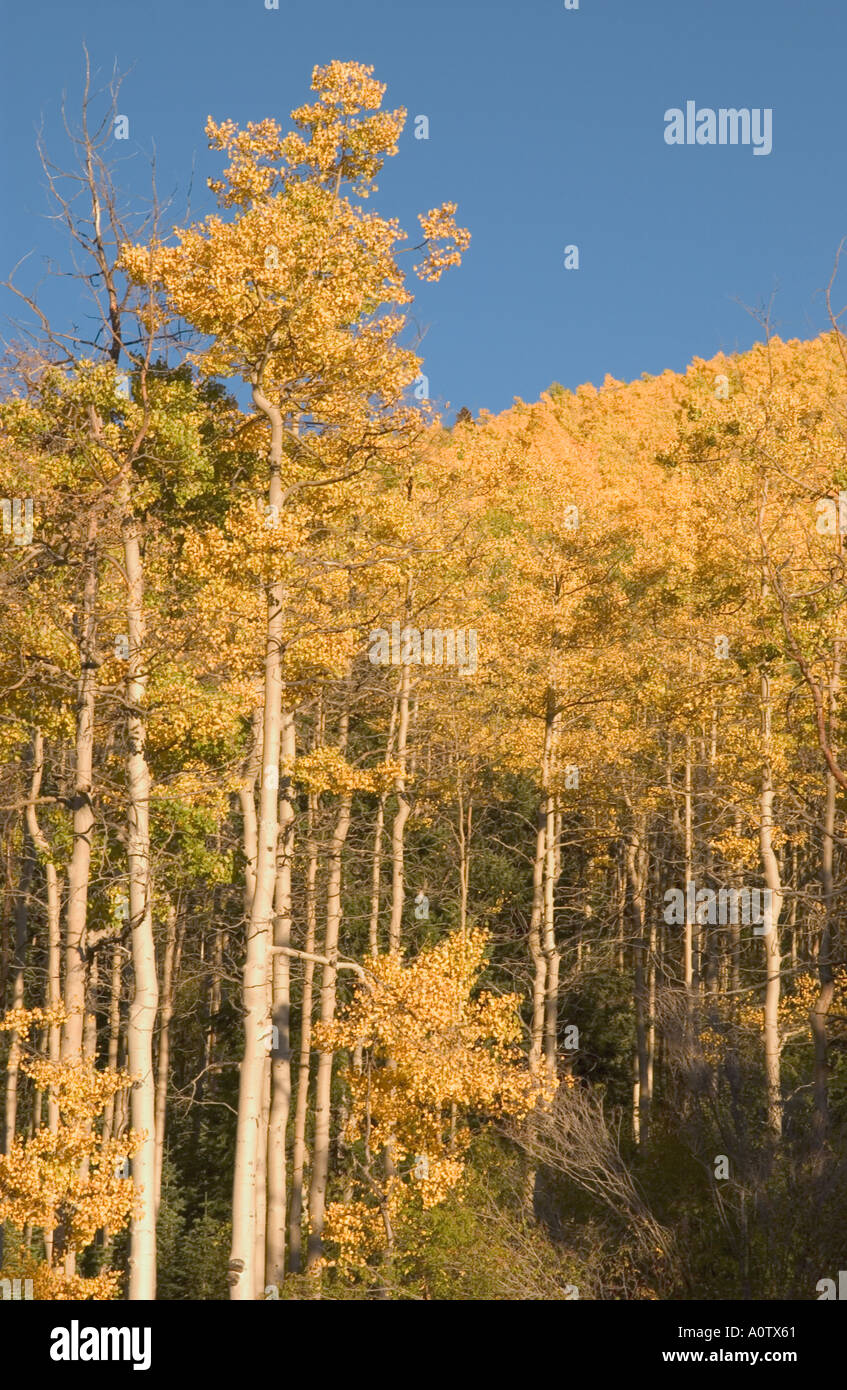 Aspen trees with yellow leaves on hillside Autumn, Sangre de Cristo ...