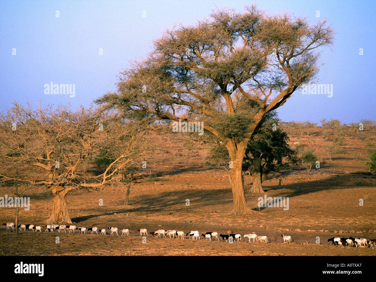 A herd of goats move through the arid landscape in sub saharan Africa ...