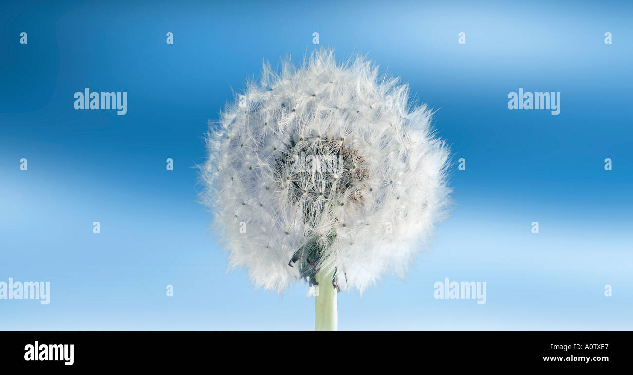 Panorama picture of a Dandelion before skies Panoramabild einer ...