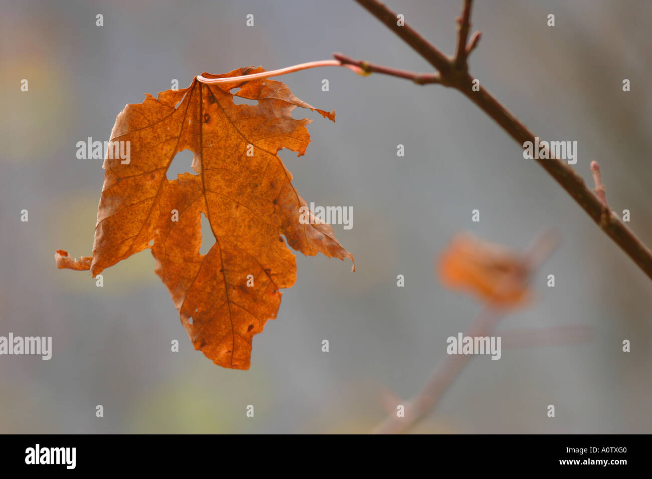 Maple leaf great smoky mountains national park hi-res stock photography ...