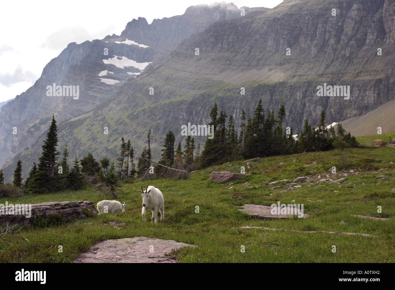 Goats near the Hidden lake over Look in Glacier National Park, Montana ...