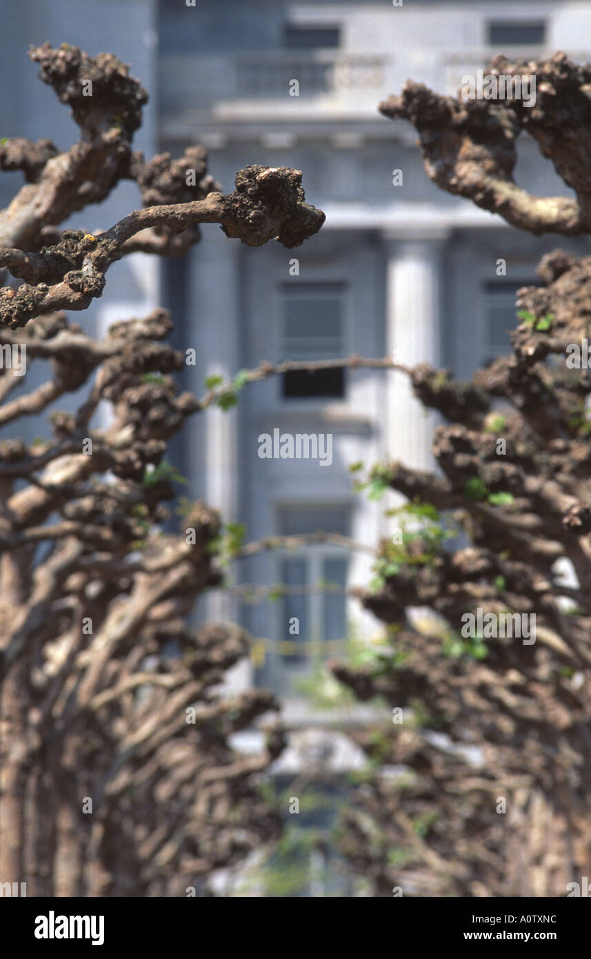 Rows of mulberry trees classic architecture, San Francisco, California ...