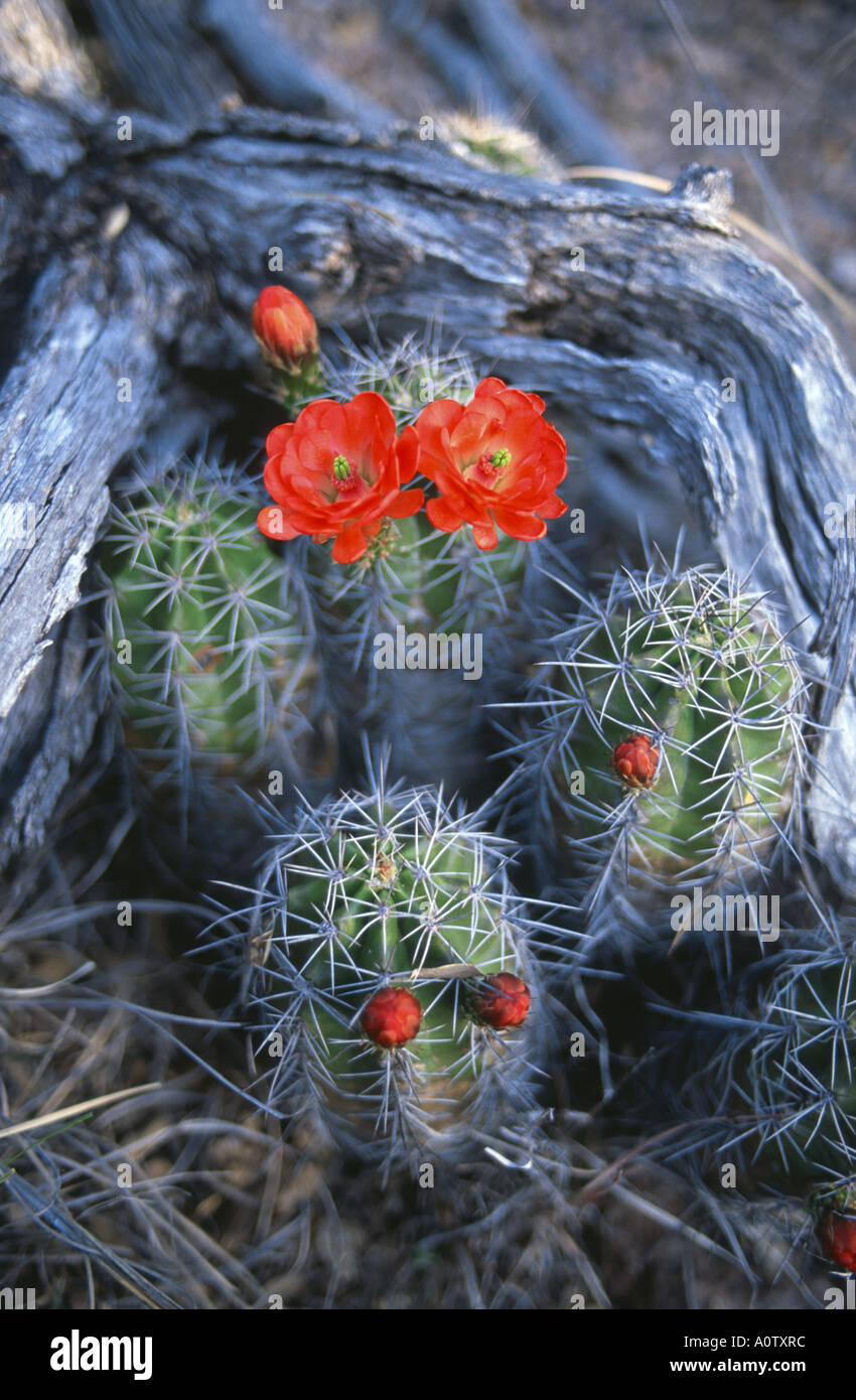 Texas cactus hi-res stock photography and images - Alamy