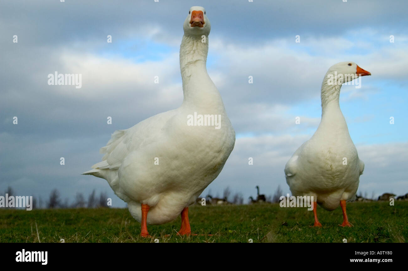 Two geese shot from low angle Stock Photo - Alamy