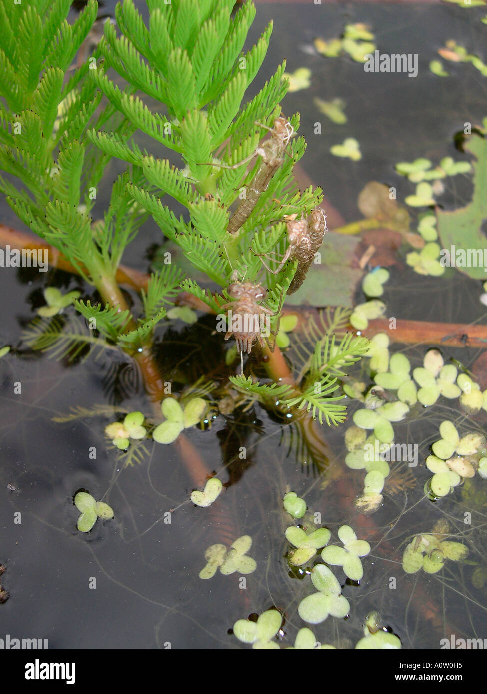 From aquatic nymph stage hi-res stock photography and images - Alamy