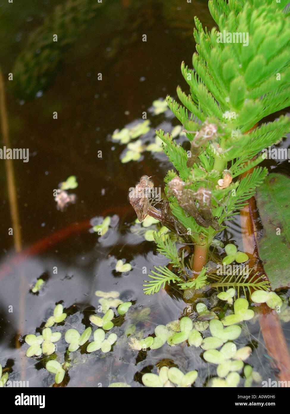 From aquatic nymph stage hi-res stock photography and images - Alamy